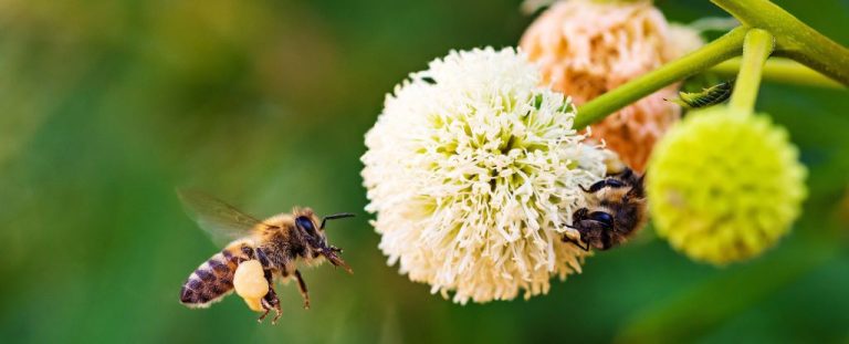 The Kaleidoscope of Bee Pollen Colors: What Do They Mean? - Northeast ...